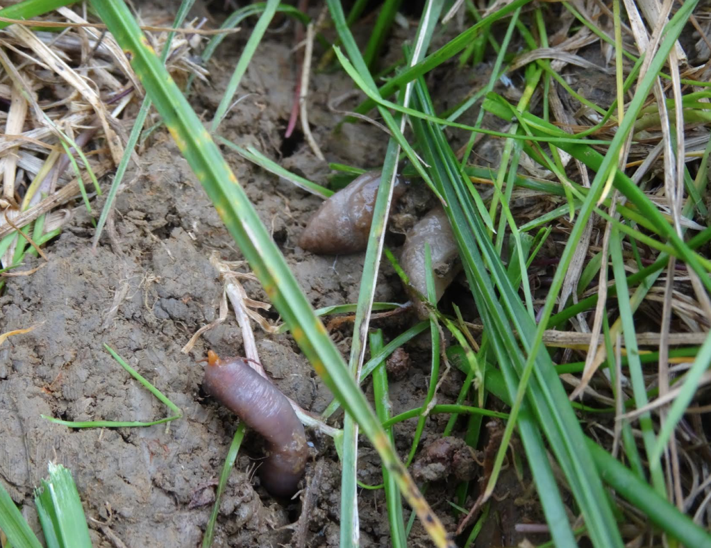 World Worm Week 23rd - 31st March - Agricology