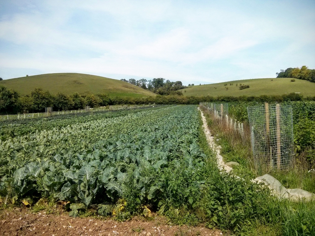 Using agroecology to enhance dietary diversity - Agricology