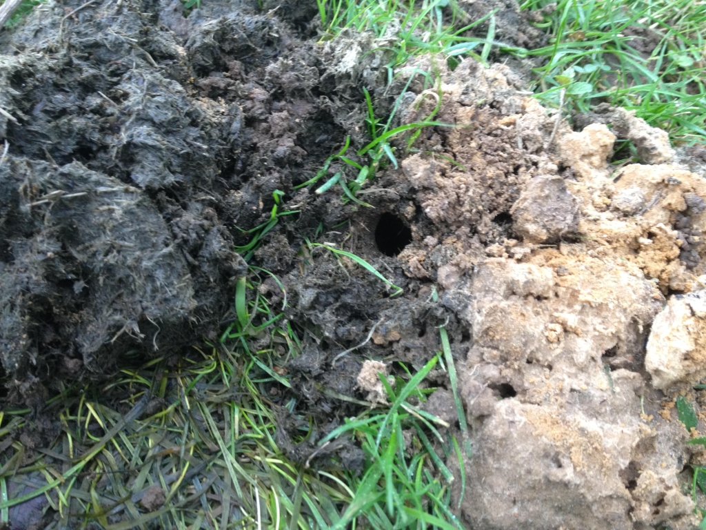 Dung beetles: Keeping pasture healthy and livestock happy - Agricology