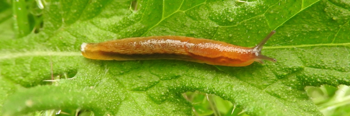 Organic Slug Control - Agricology Vlog April 2019 - Agricology