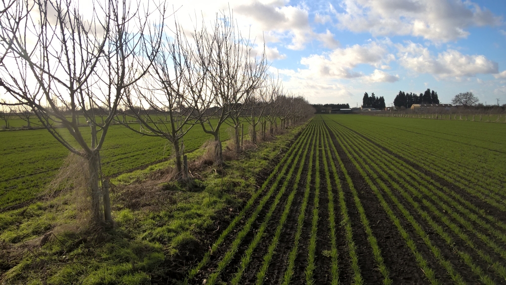 Could farming with trees help to control pests and boost pollinators ...
