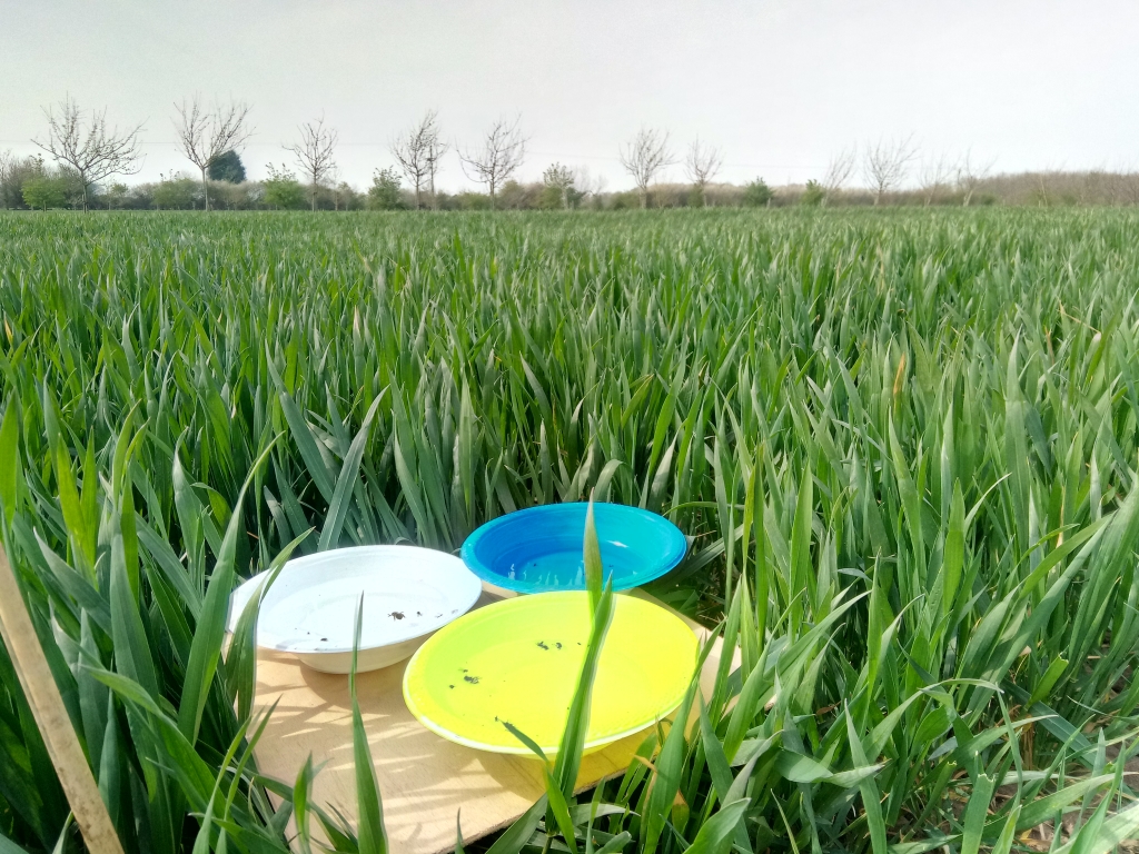 Could farming with trees help to control pests and boost pollinators ...