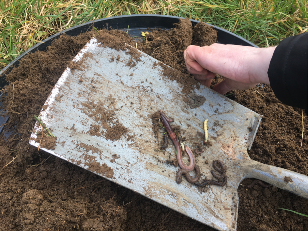 Learn about the Earthworm Engineers - Agricology