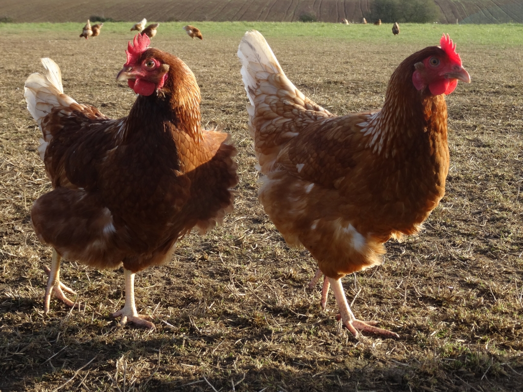 Natural Poultry Health - Agricology