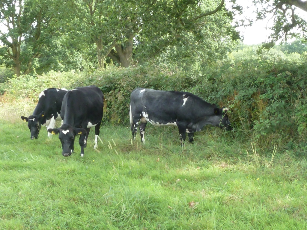 Browse, preserved tree fodder and nutrition - Agricology