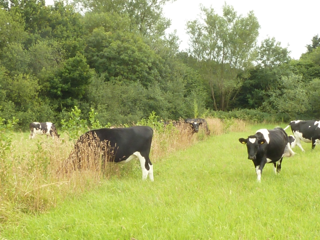 Trees for shade, shelter, survival and body maintenance - Agricology