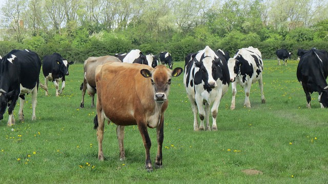 Feeding livestock on pasture-based diets - Agricology