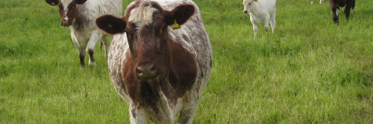 Pasture-fed farming and public goods - Agricology