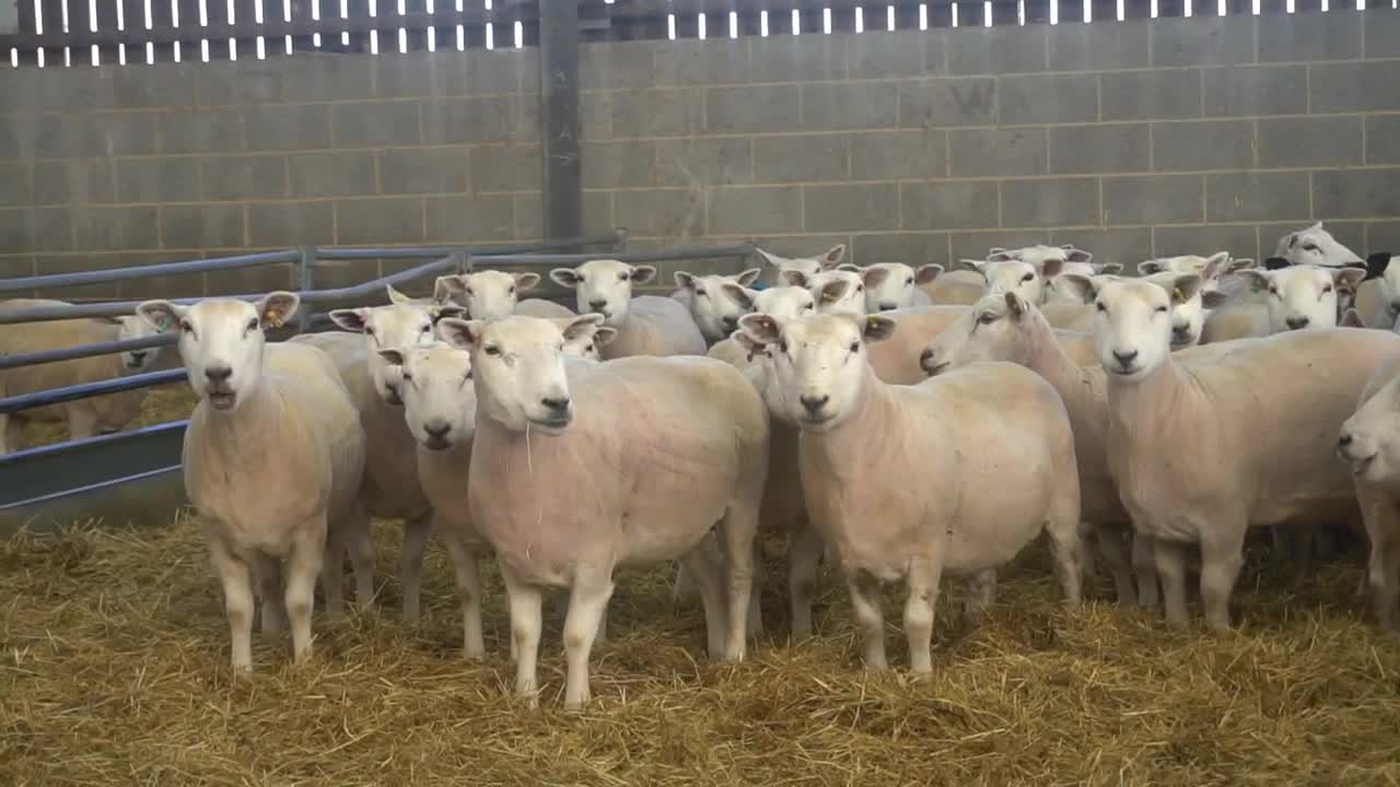Ewe Scanning and Housing Sheep in Winter with Richard Smith and Bob ...