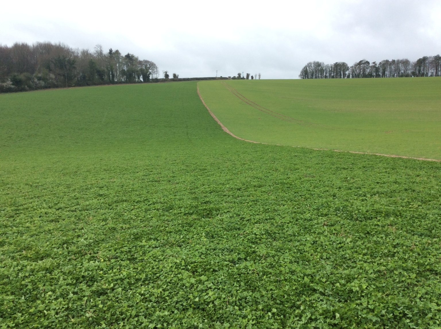 Waterlogged soil and cropping options - the route to recovery - Agricology