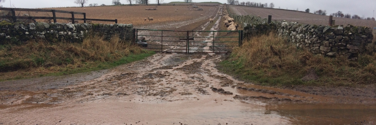 Waterlogged soil and cropping options - the route to recovery - Agricology
