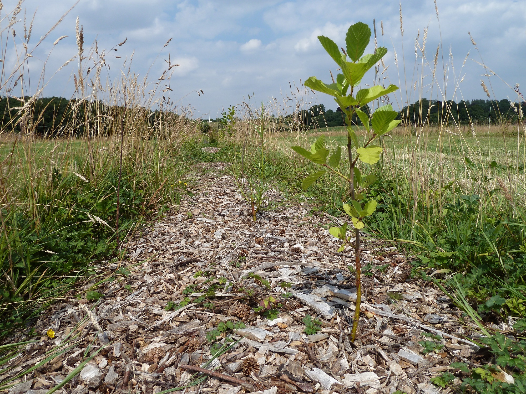 Elm Farm: Planning and developing agroforestry at a farm scale - Agricology