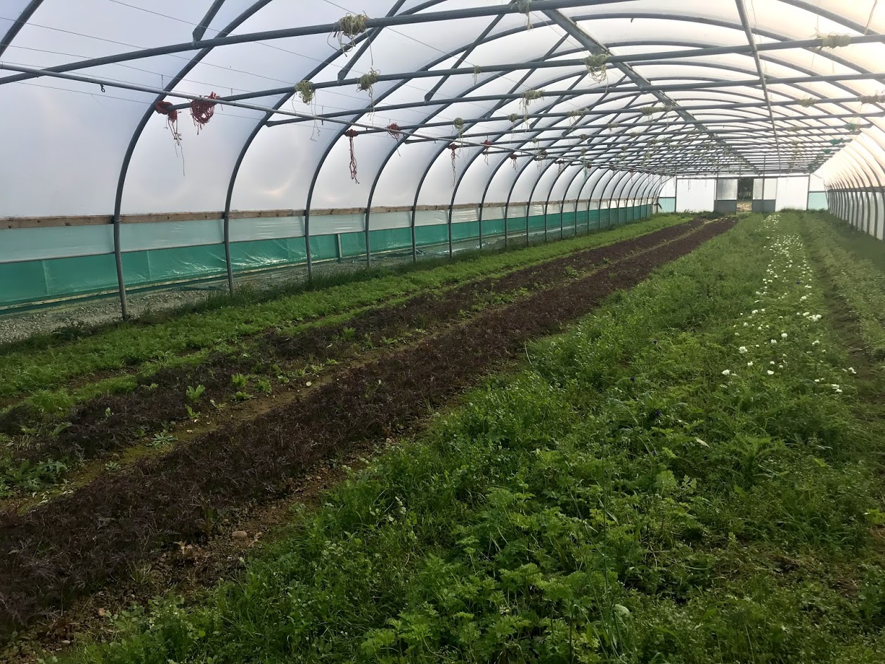 Propagation & weed management in the polytunnels at Daylesford - Agricology