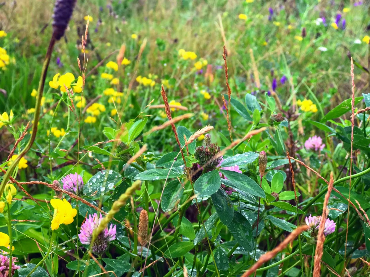 Herbal Leys for Natural Flood Management - Agricology