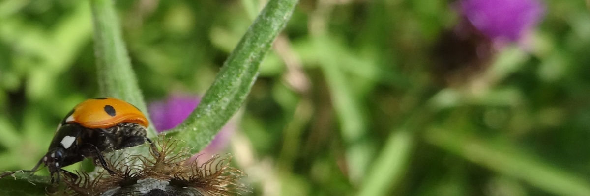 How to monitor for key insect pests and beneficials - Agricology