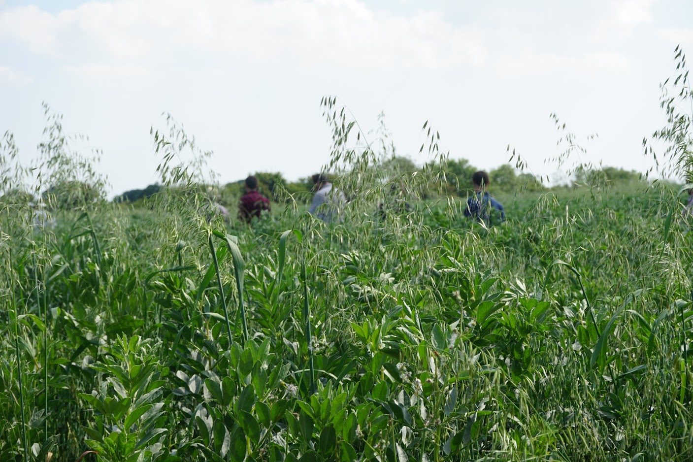 Intercropping and Companion Cropping in Arable Systems - Agricology