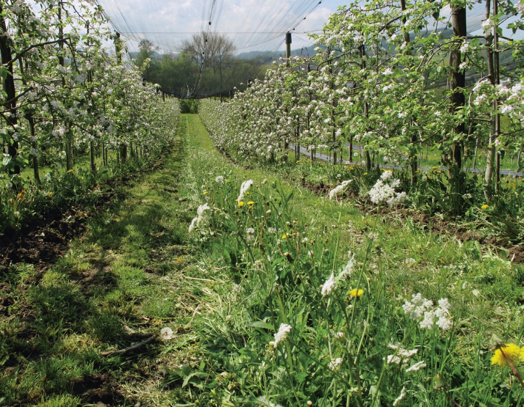 Perennial flower strips for pest control in fruit orchards - Agricology