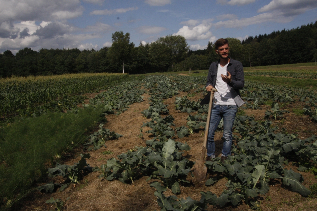 Mulch systems and rotational no-till in vegetable farming - Agricology