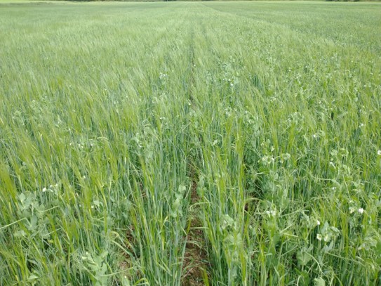 Virtual Field Day 2020: Crop Mixtures - Agricology