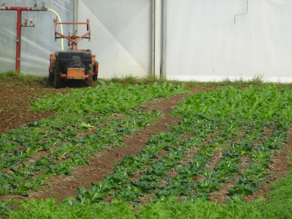 Good agricultural practice in irrigation management - Agricology