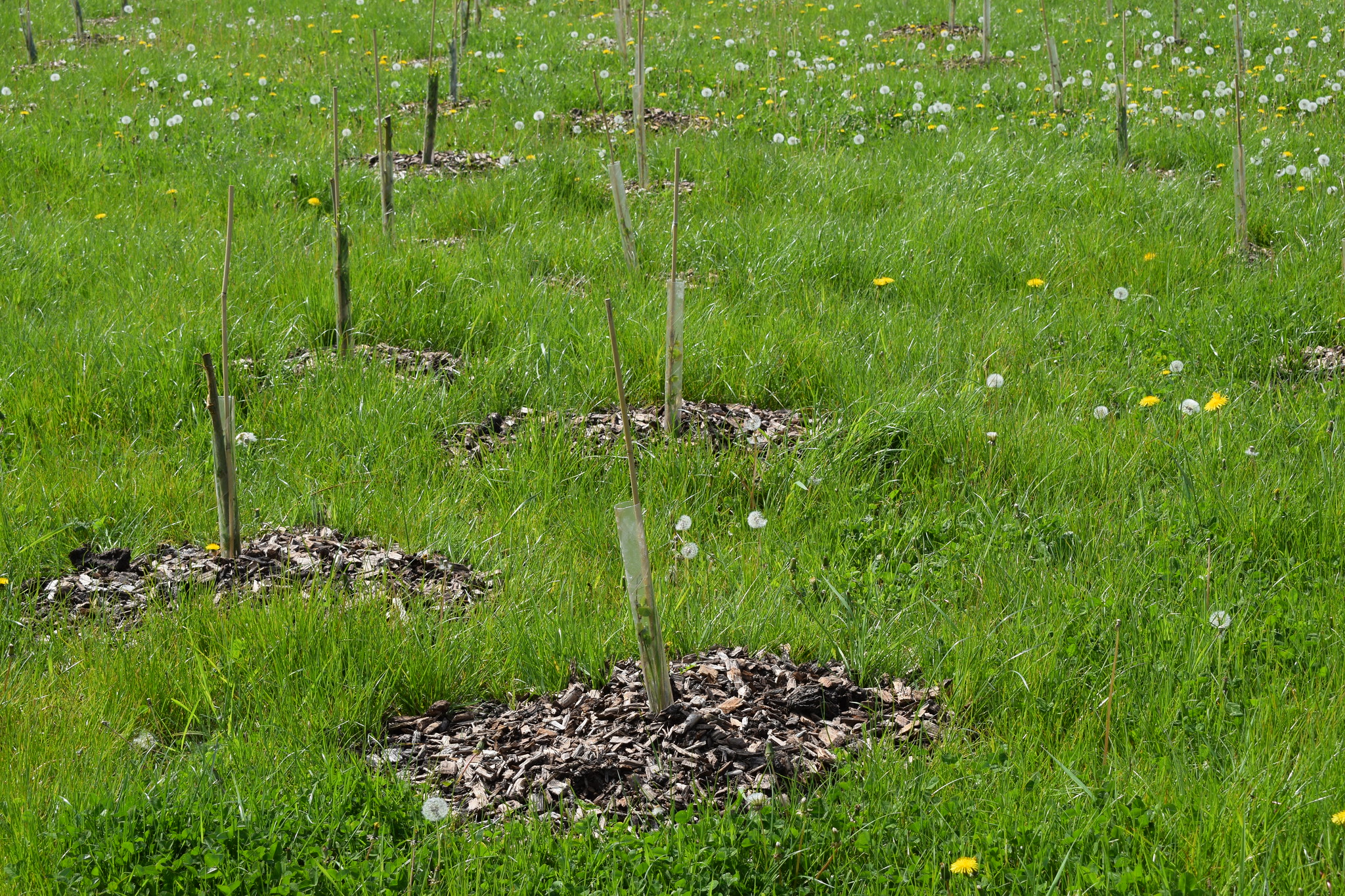 So mulch lovin’! How mulches help get trees off to the best start ...