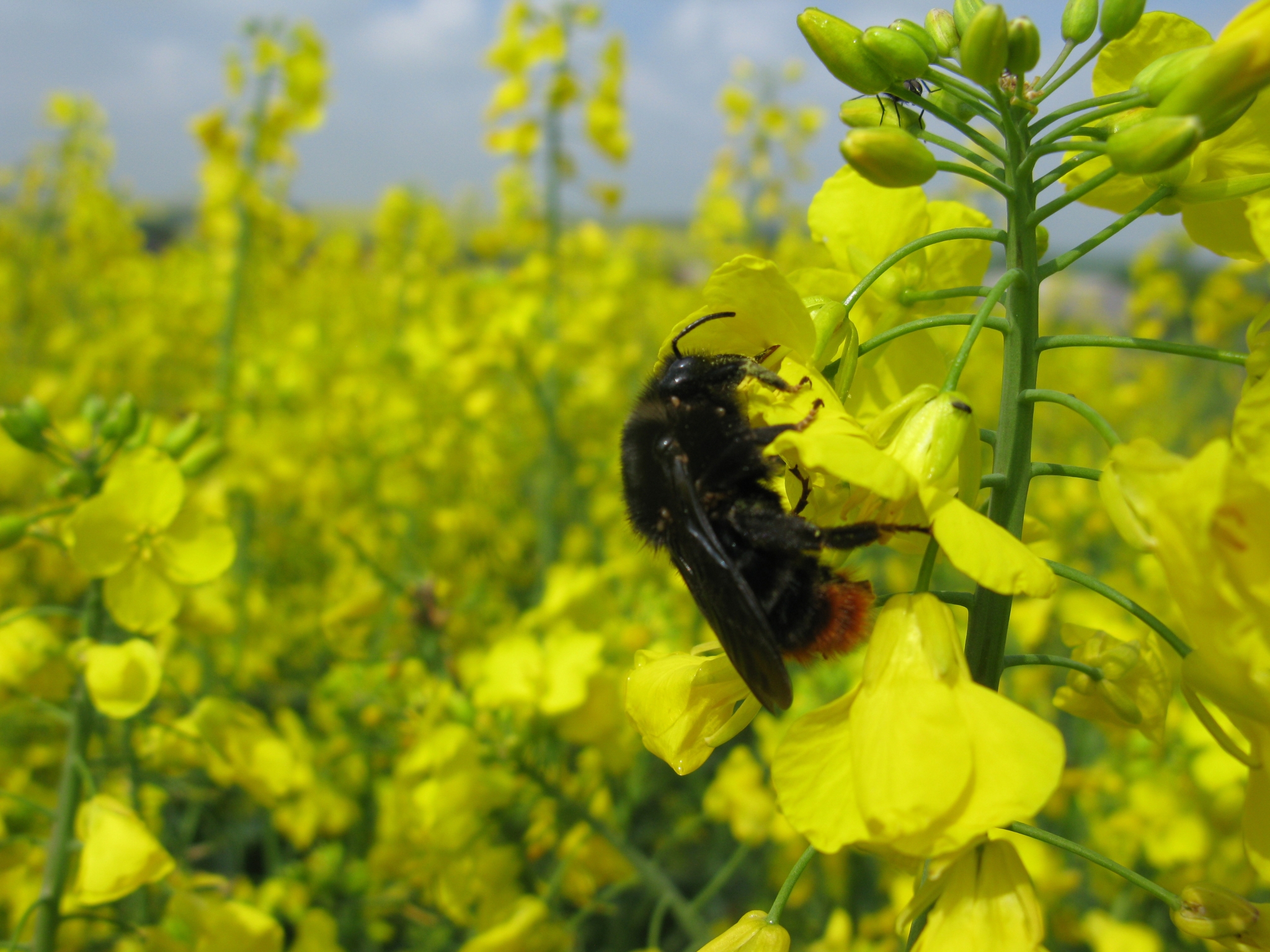 Bringing the buzz to the Fowey Valley: Mixing bumblebees and ...