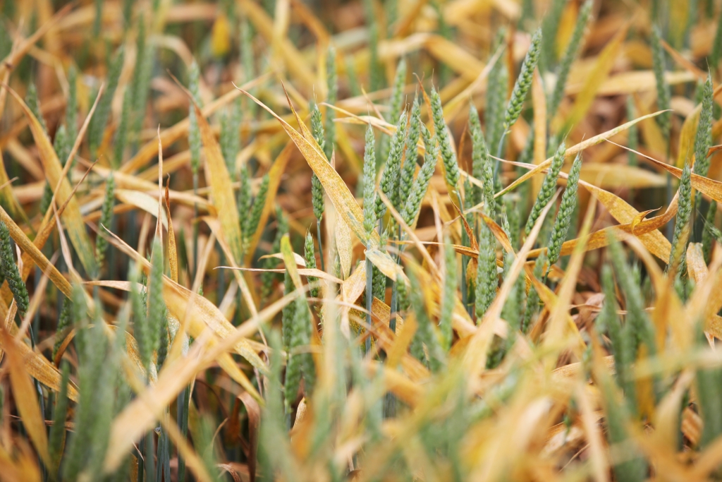 Ultimate Guide to the Wheat Recommended List - Yellow rust - Agricology