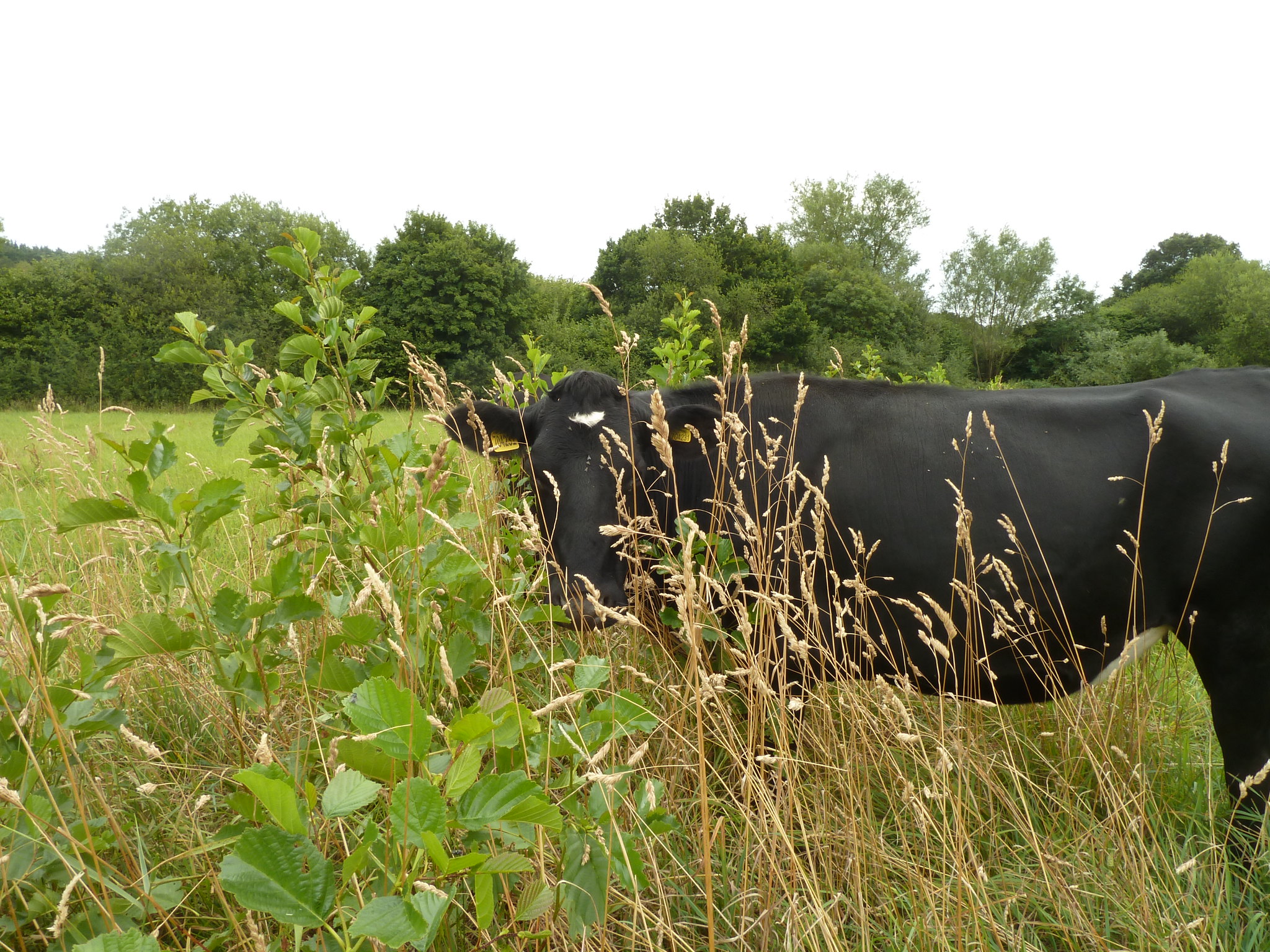 Tree leaves as supplementary feed for ruminant livestock - Agricology