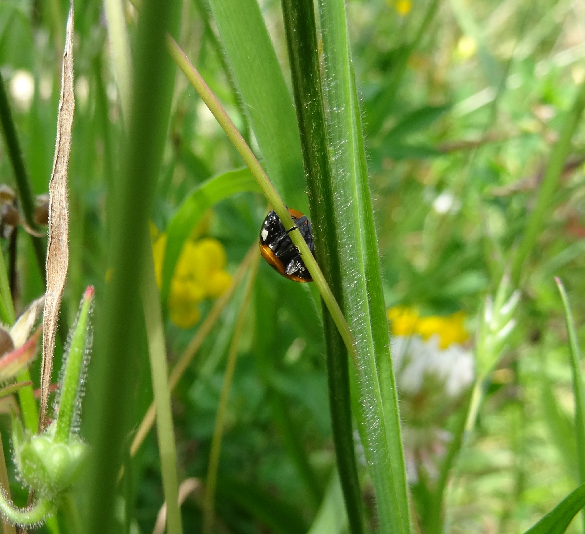 IPM Resource Toolbox - input survey - Agricology