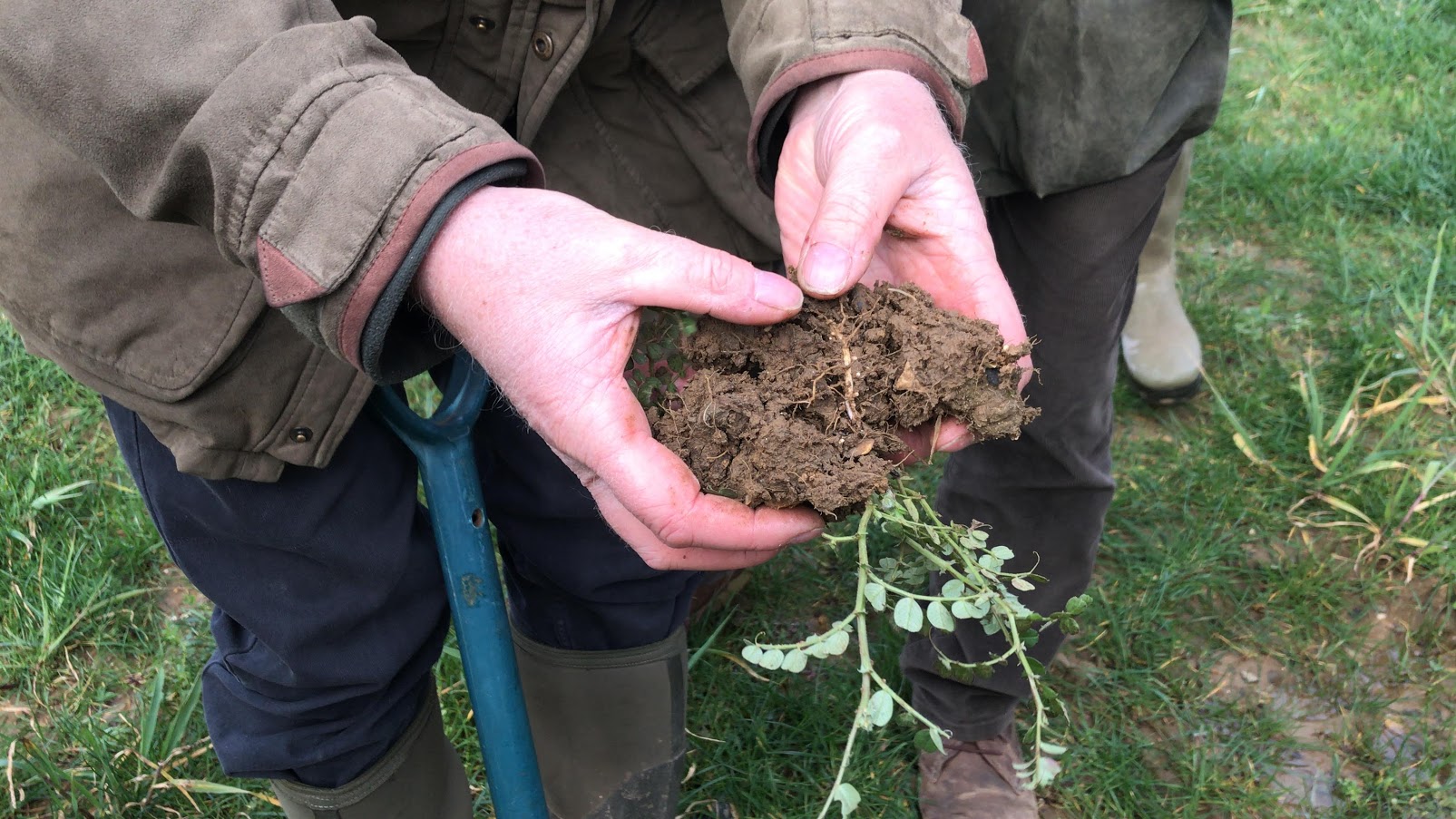 Using cover crops and companion cropping to build soil health - Agricology
