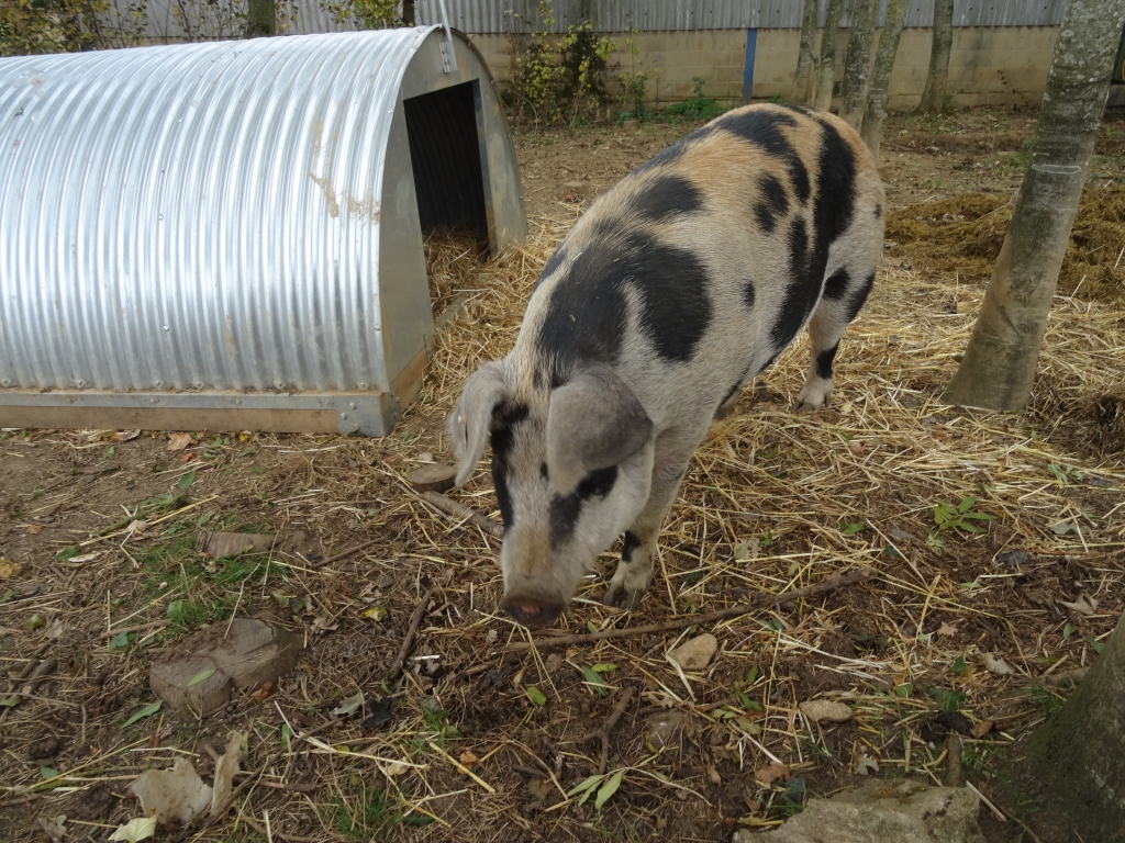 Foraging of pigs in outdoor areas - Agricology