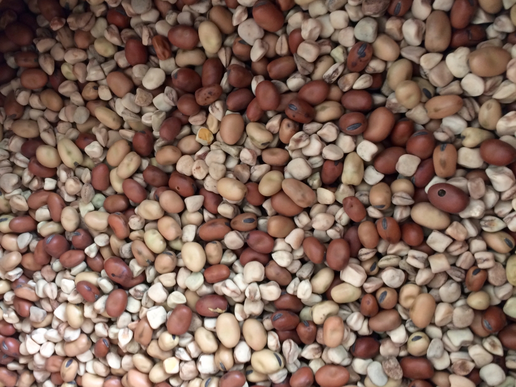 Cereal-legume intercropping field lab results day - a LEGUMINOSE event ...