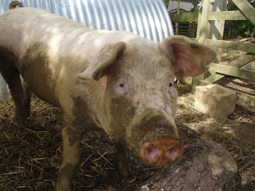 Ration Planning Tool and User's Manual: Poultry and Swine - Agricology