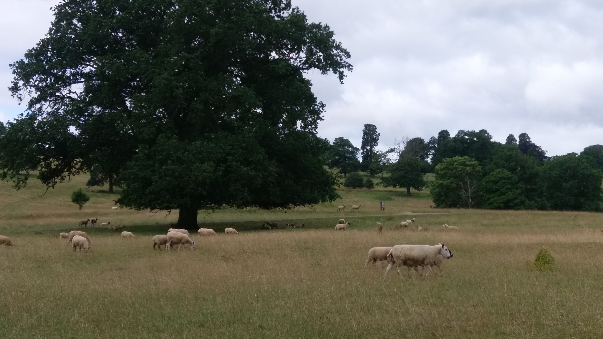 The Agroforestry ELM Test project: Transforming the English ...
