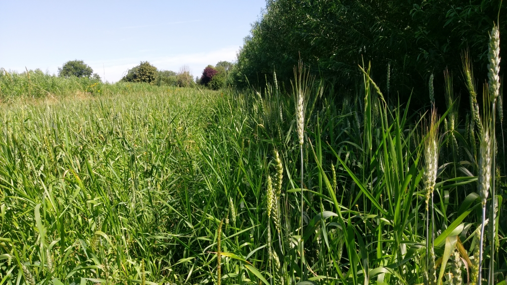 Tree: crop interactions in UK alley cropping agroforestry systems ...