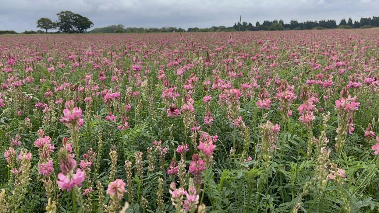 Pawsey Family & Team at Shimpling Park Farm - Agricology
