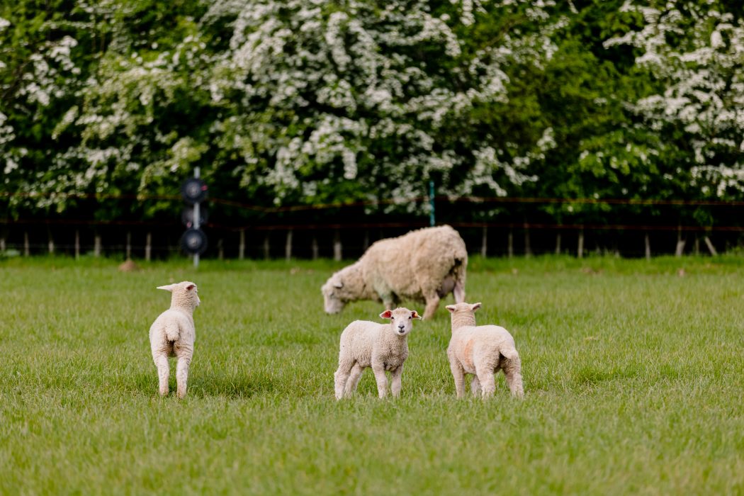 Pawsey Family & Team at Shimpling Park Farm - Agricology