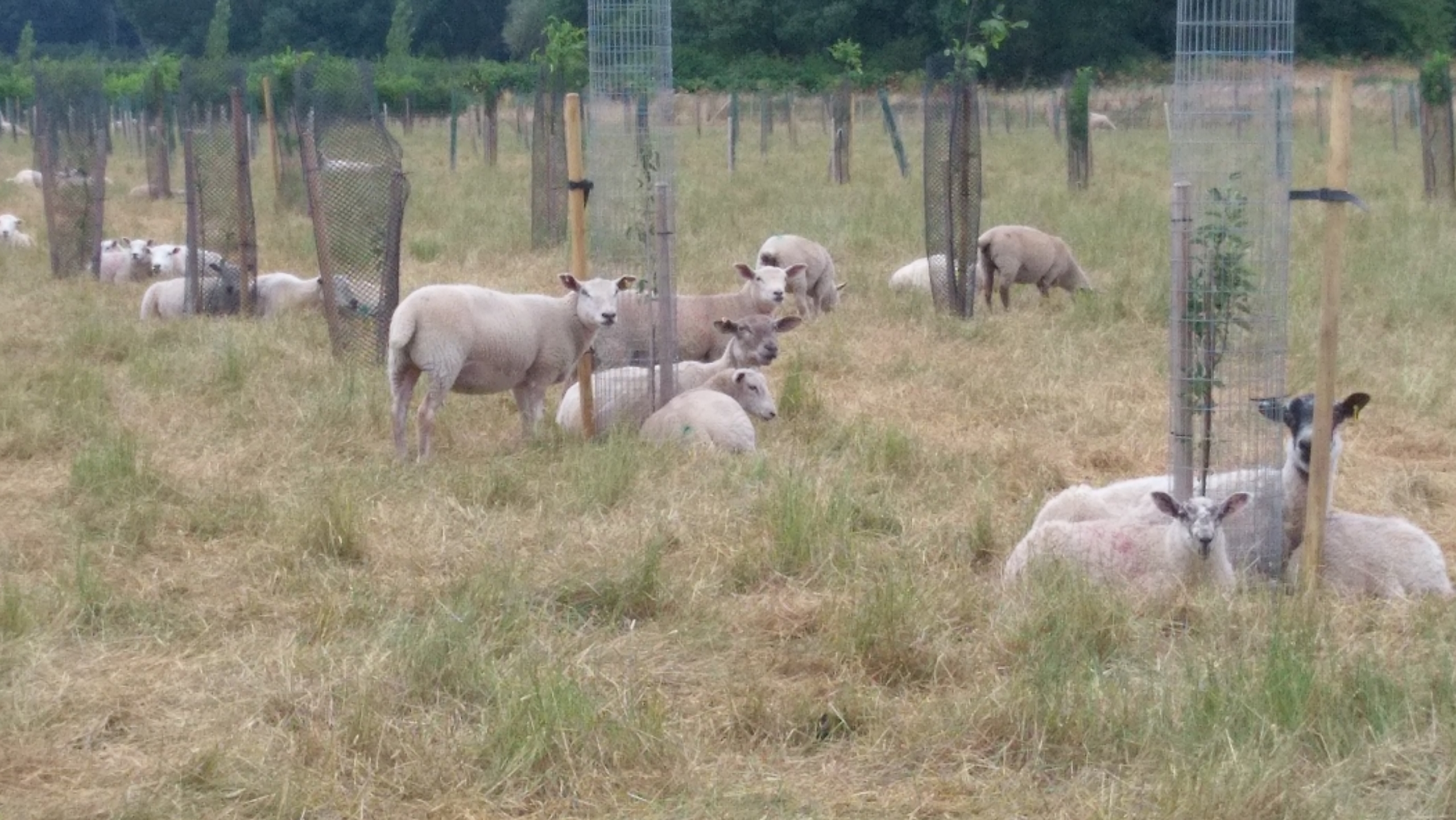 Increasing adoption of agroforestry in the UK - Agricology