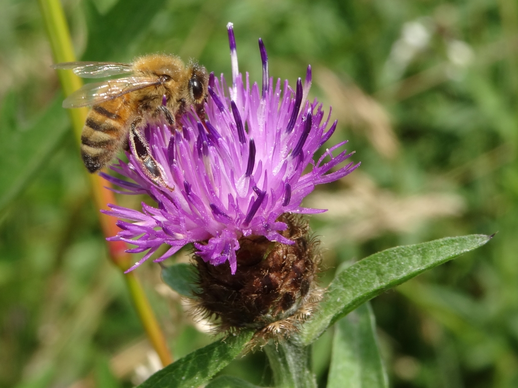 Webinar – wild bee species and their conservation - Agricology