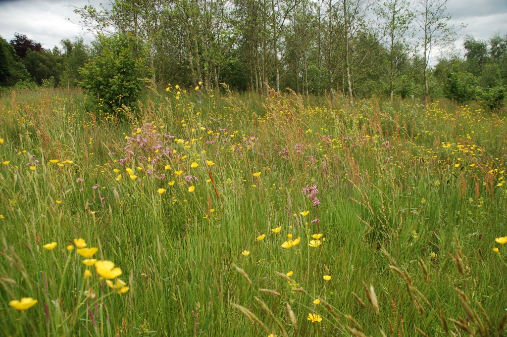 Woodmeadows - Three Hagges case study - Agricology