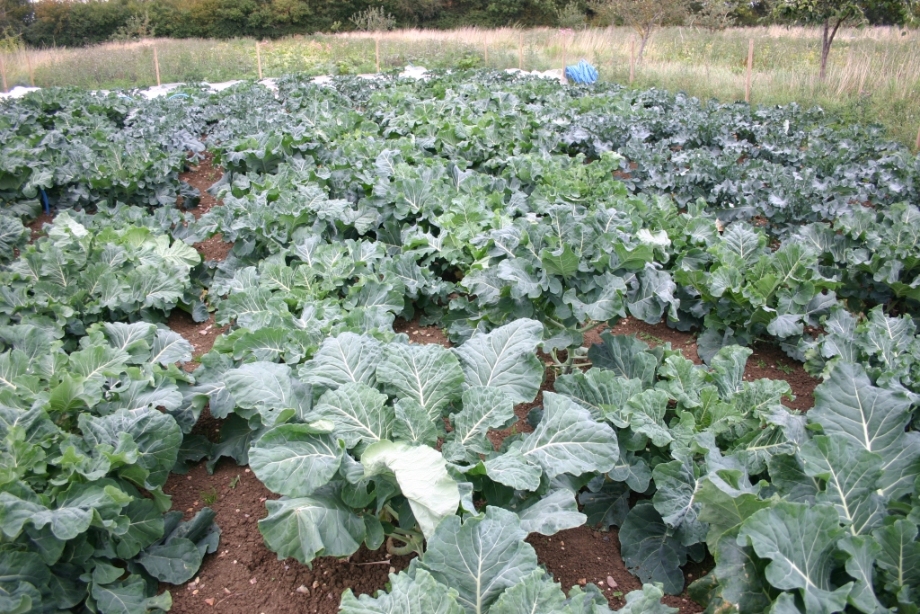 How to set up a simplified on-farm cultivar trial to assess broccoli ...