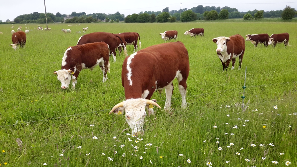 Conservation Grazing at Chimney Meadows Nature Reserve - Agricology