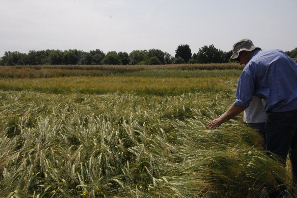 Guidelines for on-farm variety testing - Agricology