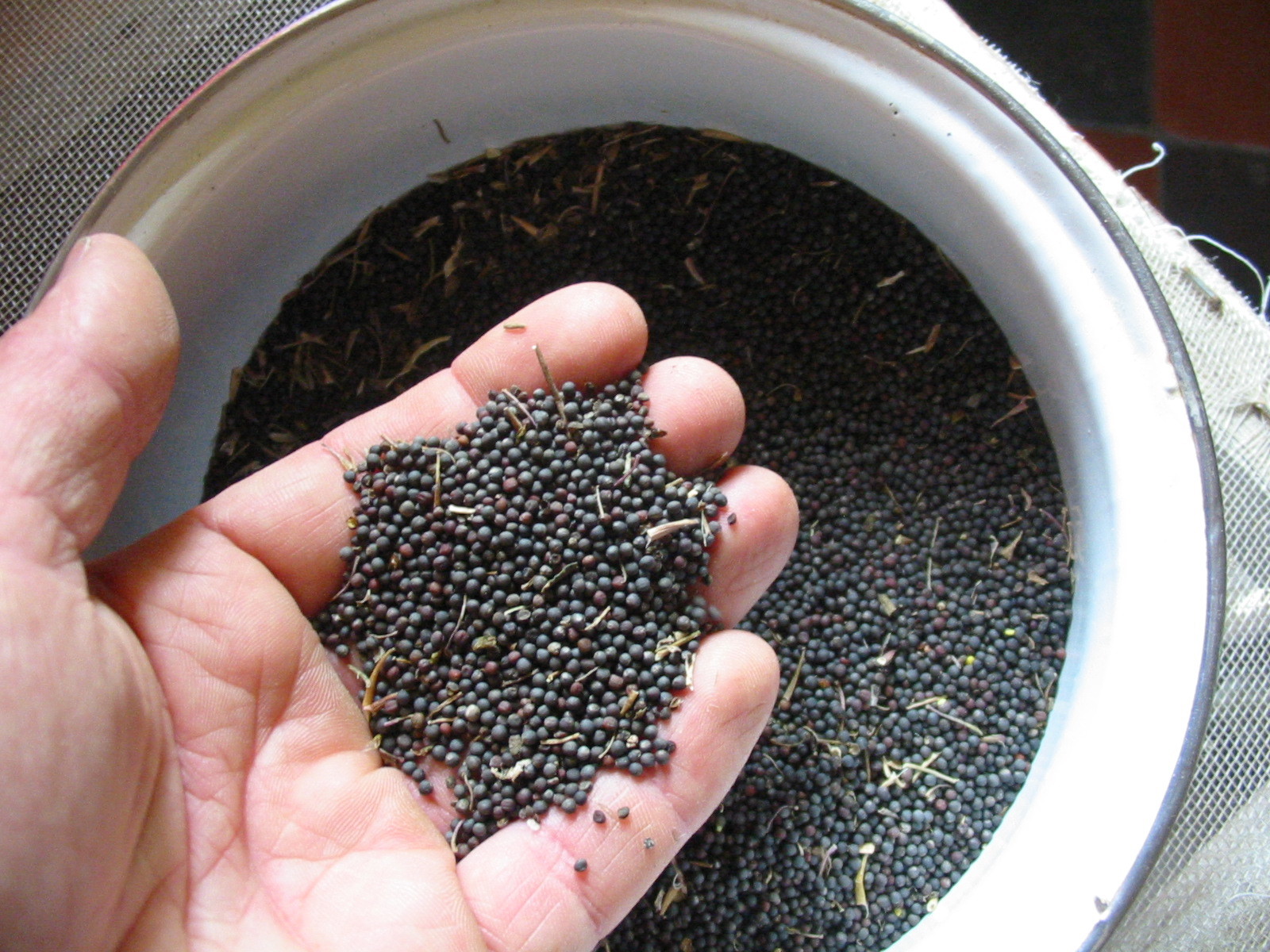 Seeds - always there when you need them? Why every farmer and grower ...