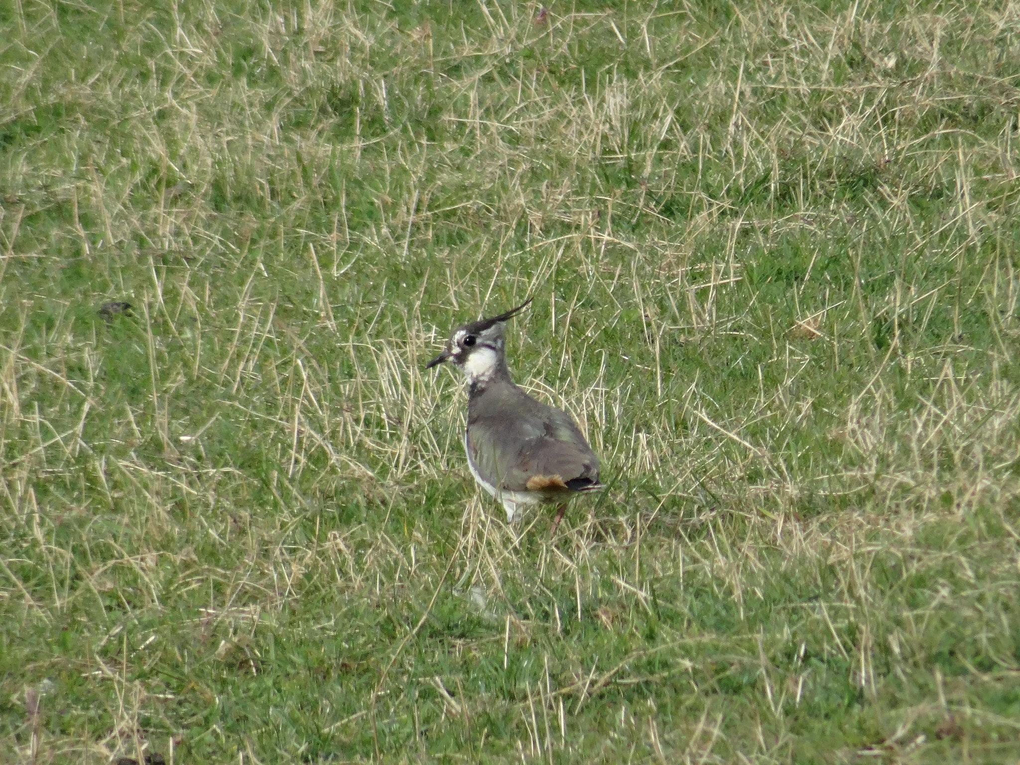 Conservation of Farmland Birds - Agricology