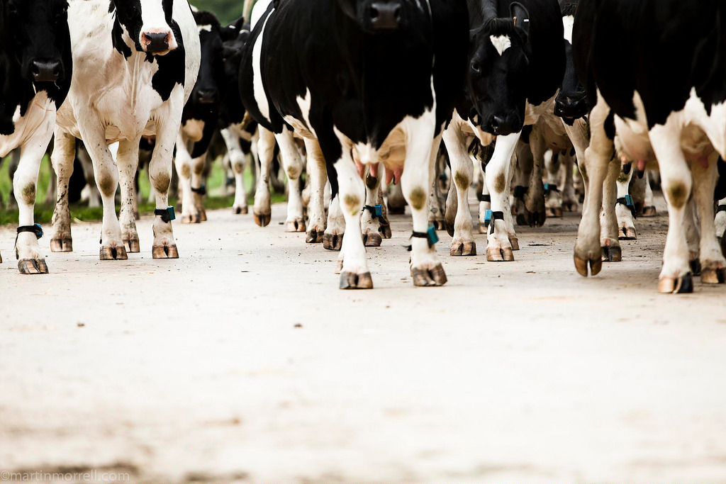 Cow Foot Health Benefits at Esteban Cole blog