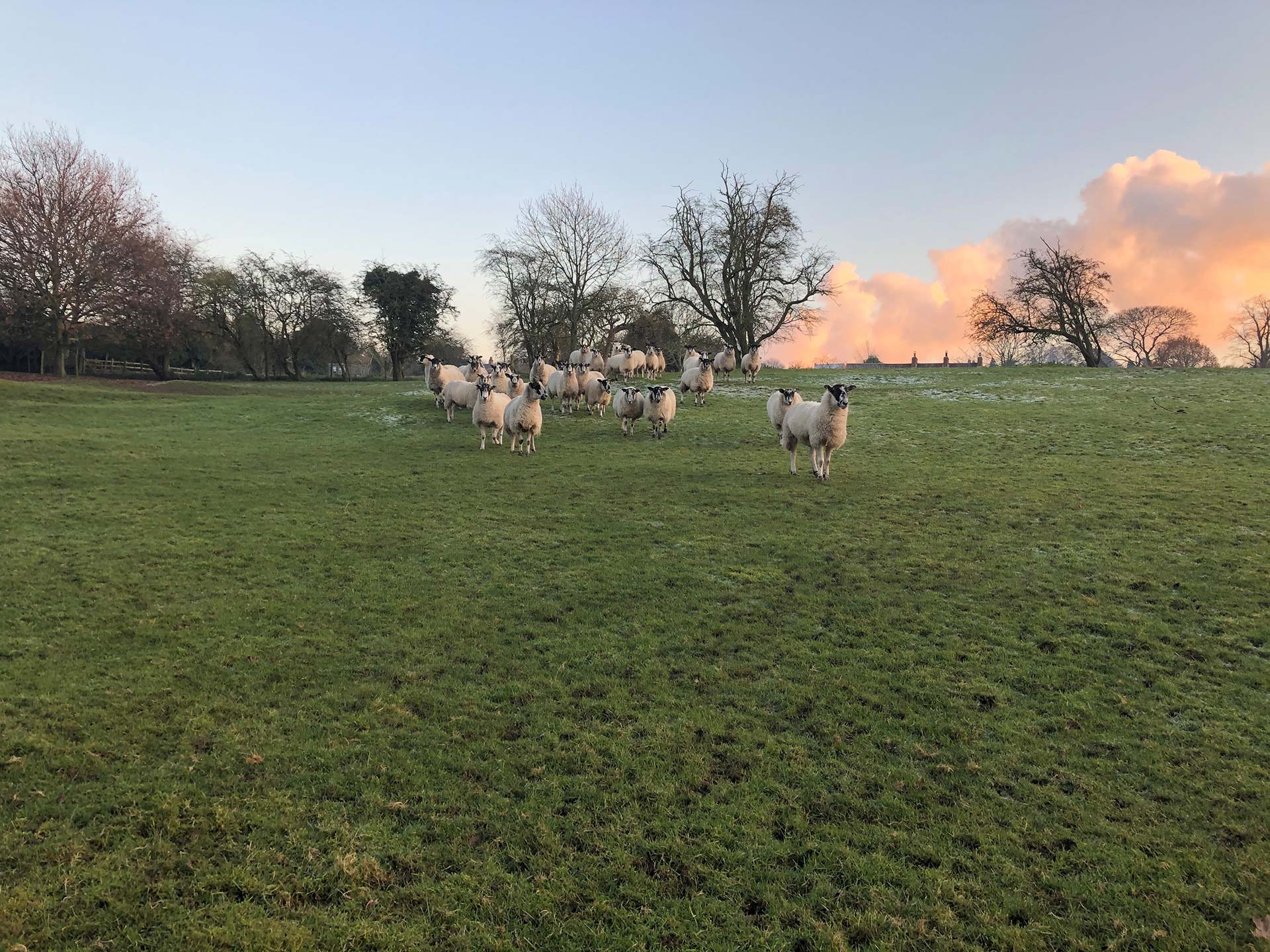 Sageguard - Agricology