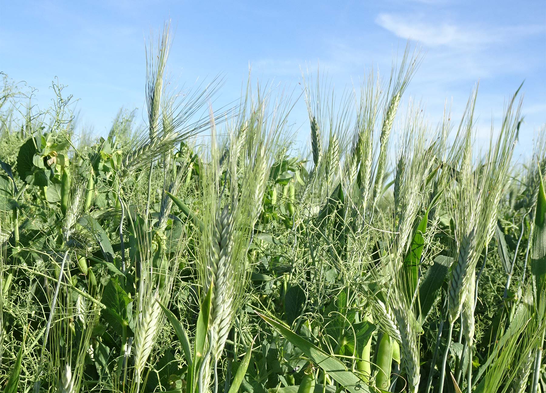 Raising the pulse of European cropping systems - Agricology