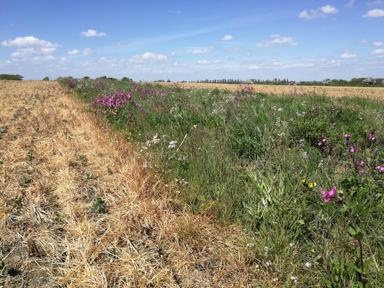 Six key actions to restore nature on farmland - Agricology