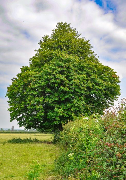Seeking your views of ‘trees outside woods’ on your farm! - Agricology